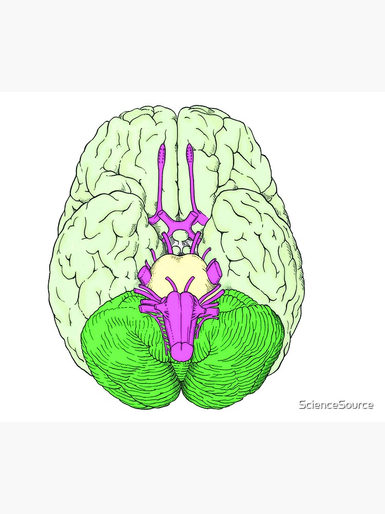 "Green Colored Antique Brain Anatomy and Cranial Nerves Illustration ...