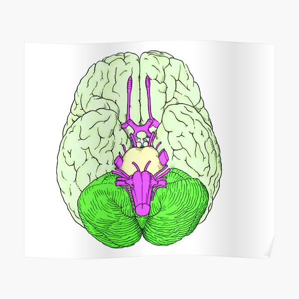 "Green Colored Antique Brain Anatomy and Cranial Nerves Illustration ...