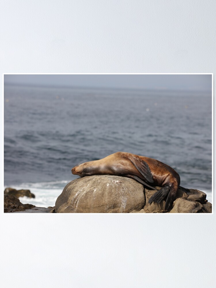 "Sea Lion" Poster for Sale by MelKowasic | Redbubble