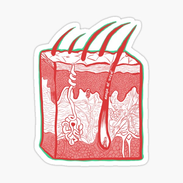 "Epidermis Anatomical, AMSA at UCSD" Sticker for Sale by amsaatucsd ...