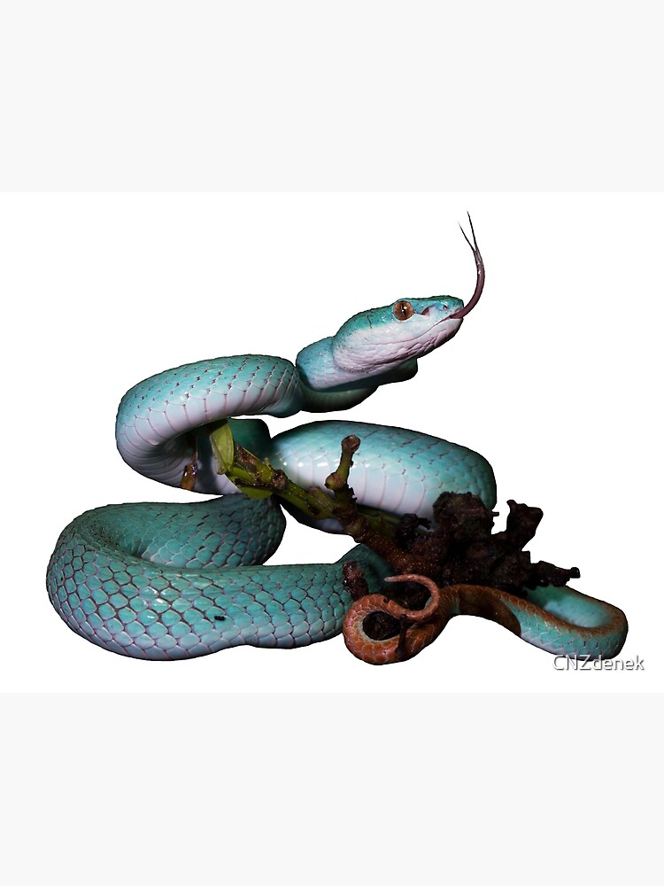 "White-lipped Pit Viper cut-out" Poster by CNZdenek | Redbubble