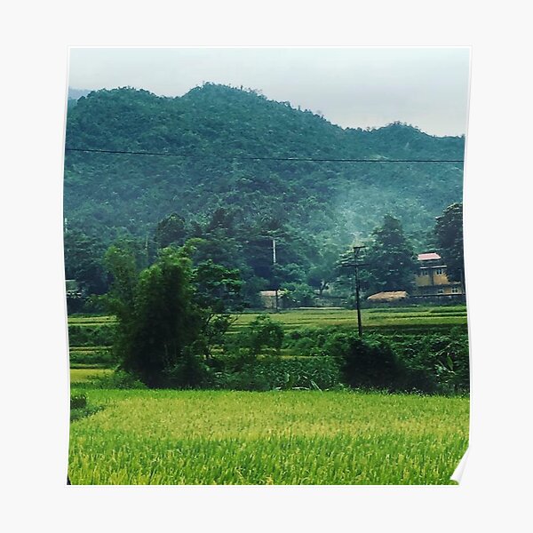 "Rice field" Poster for Sale by marisophie | Redbubble