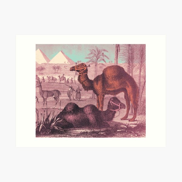 "vintage camels in front of the pyramids, adventures in Egypt ...
