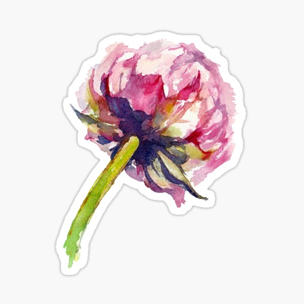 "Peony Walter Faxon. Watercolor illustration." Sticker for Sale by ...