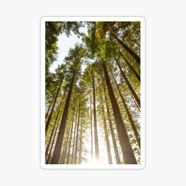 "Redwood forest" Sticker for Sale by MarioGuti | Redbubble