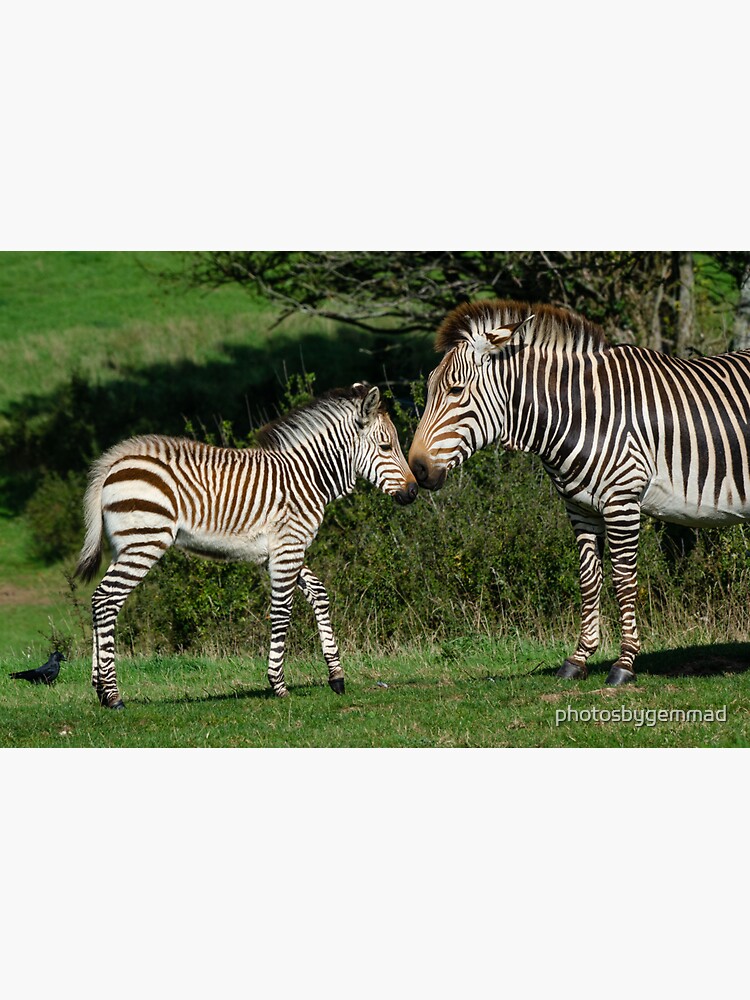 "Hartmanns zebra nose boop kiss" Sticker for Sale by photosbygemmad ...