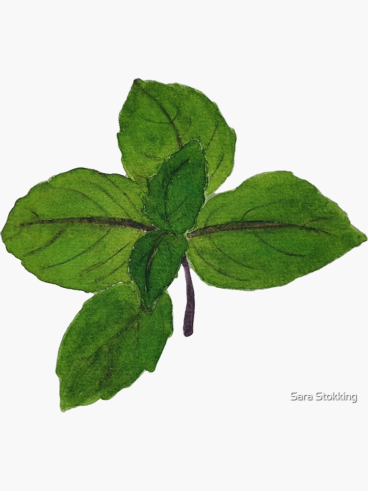 "Beautiful Basil" Sticker for Sale by sastokk | Redbubble