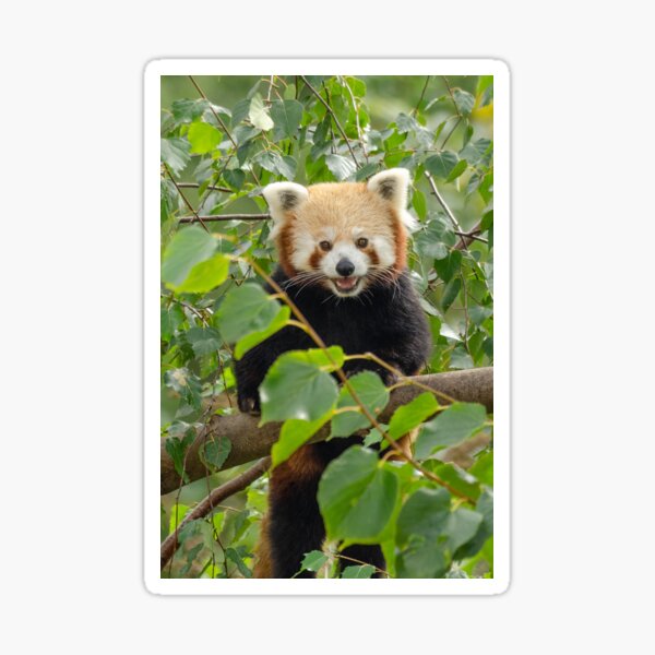 "Cute red panda in the tree" Sticker for Sale by photosbygemmad | Redbubble