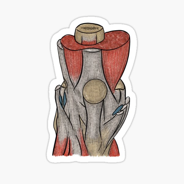 "Knee anatomy" Sticker for Sale by jabananabread | Redbubble
