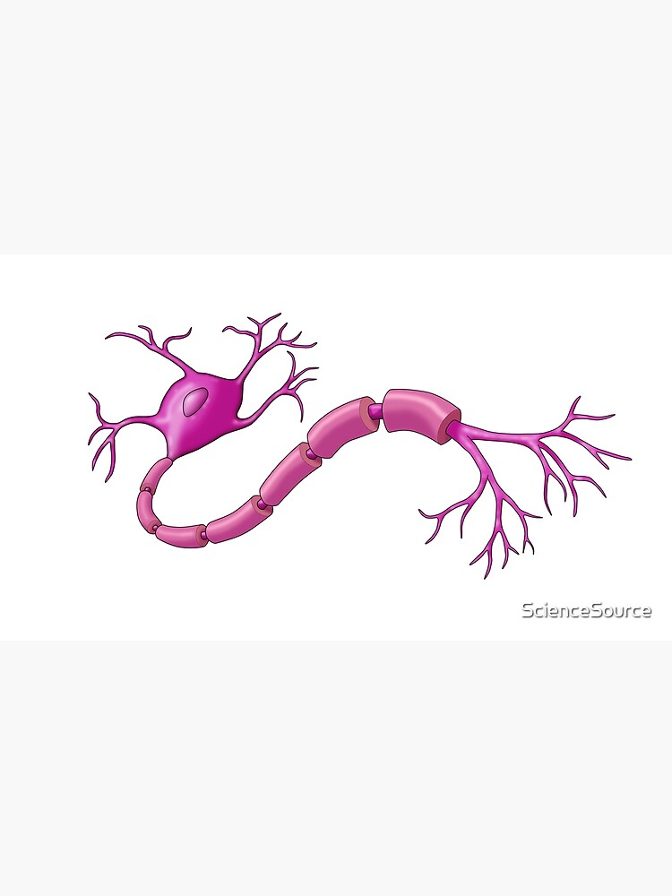 "Pink Fuchsia Neuron Nerve Cell with Myelin Sheath" Photographic Print ...