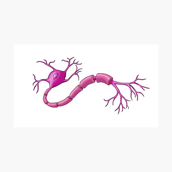 "Pink Fuchsia Neuron Nerve Cell with Myelin Sheath" Photographic Print ...