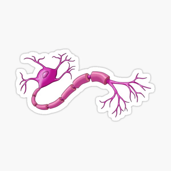 "Pink Fuchsia Neuron Nerve Cell with Myelin Sheath" Sticker for Sale by ...