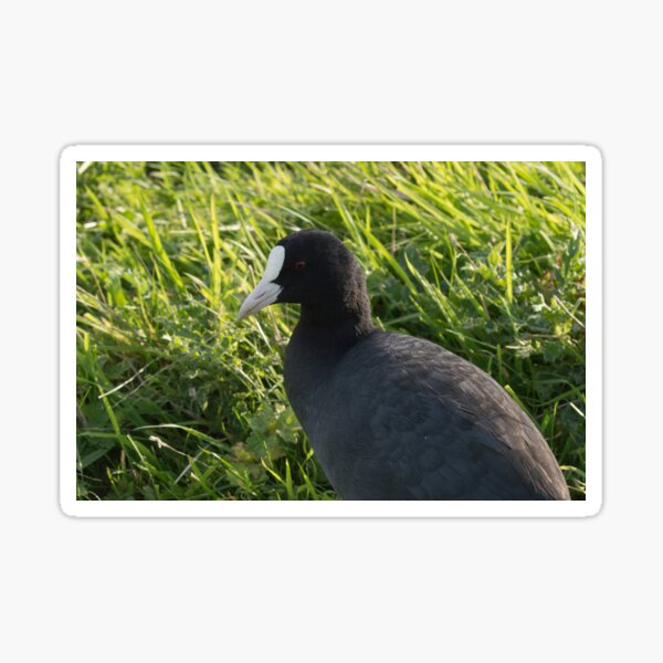 "Coot" Sticker for Sale by RobertCarrPhoto | Redbubble
