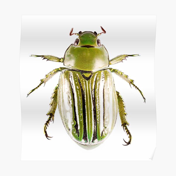 "Glorious Beetle (Chrysina gloriosa)" Poster by TWchristensen | Redbubble