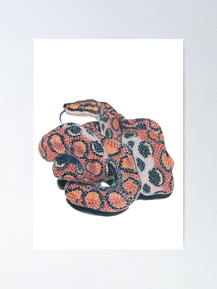 "Brazilian Rainbow Boa" Poster by maddiemigoo | Redbubble