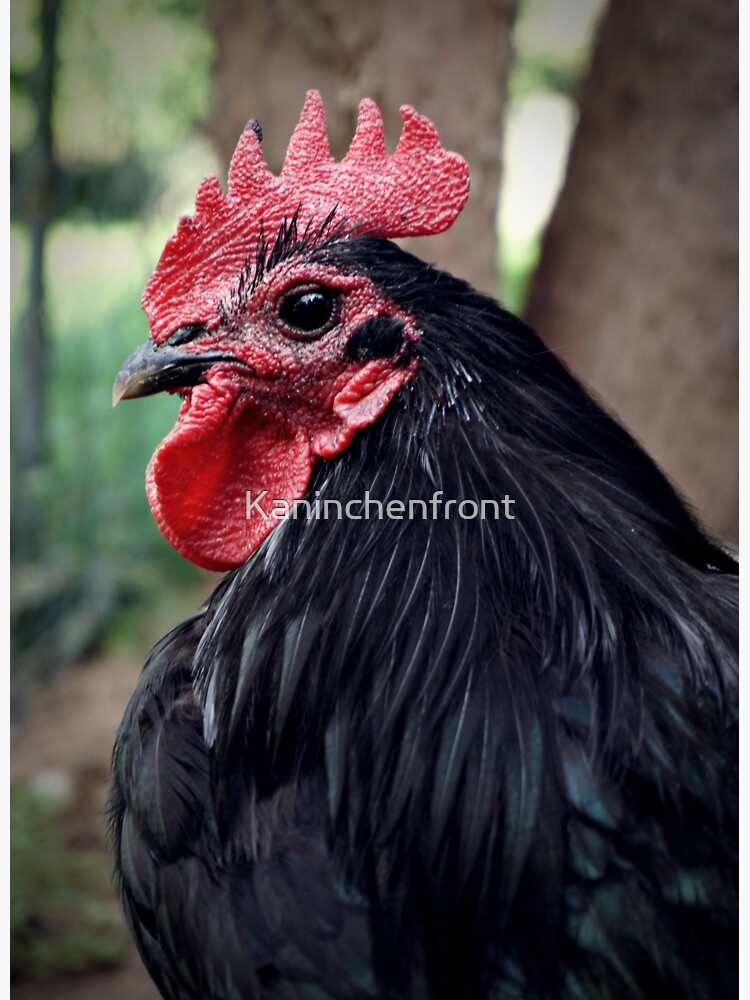 "Theodor the Rooster" Sticker by Kaninchenfront | Redbubble