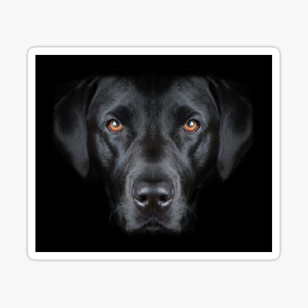 "Year of the Dog Black Dog" Sticker by closeddoor | Redbubble