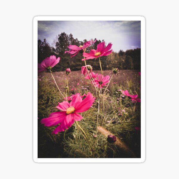 "Pink Cosmos " Sticker for Sale by RobinNBrown | Redbubble