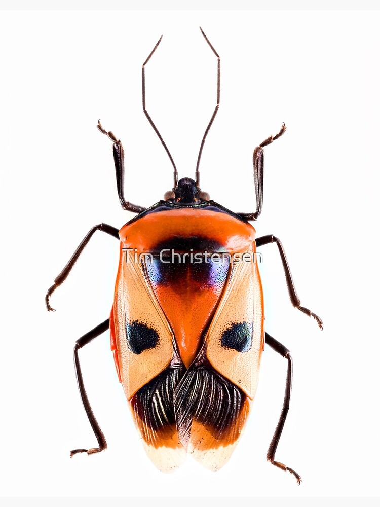 Lámina fotográfica «Insecto escudo de Ixora (Catacanthus punctus)» de ...