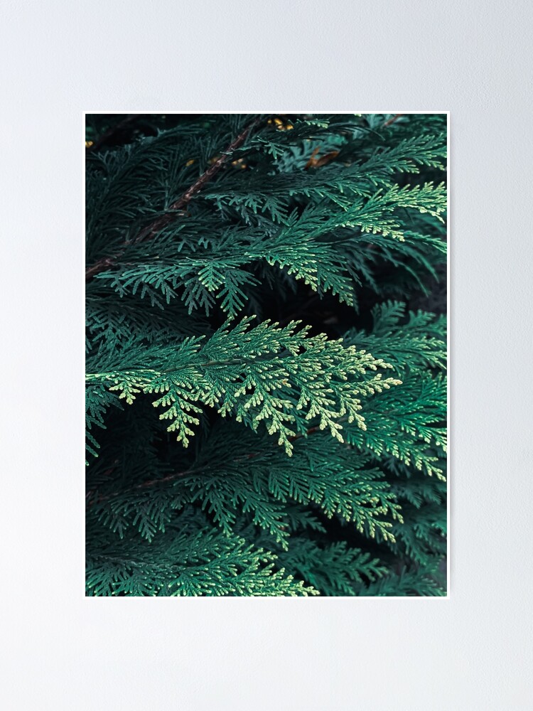 "Evergreen Tree Leaves " Poster by didssph-prints | Redbubble
