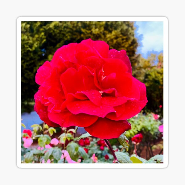 "Australian Parkland Spring Flora" Sticker for Sale by BeemDesign ...