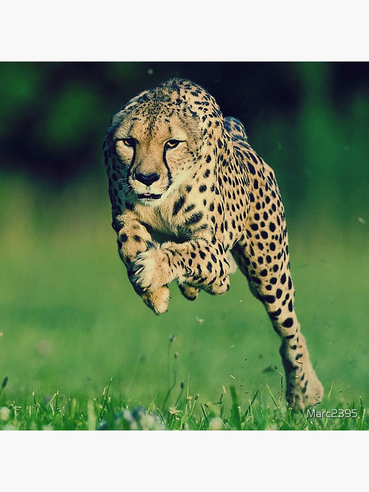 "Cheetah Motivation" Sticker for Sale by Marc2395 | Redbubble