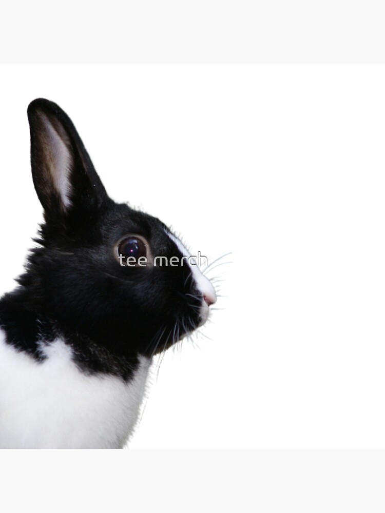 Black And White Dutch Rabbit Photo Without Background Canvas
