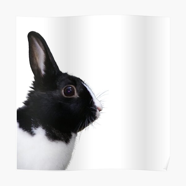 "black and white dutch rabbit photo without background" Poster for Sale ...