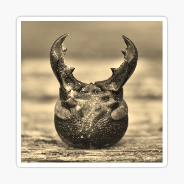 "Stag Beetle Head" Sticker for Sale by Islandjunkie09 | Redbubble