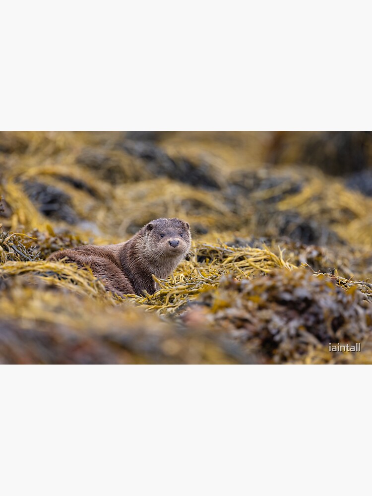 "Scottish Otter" Sticker by iaintall | Redbubble