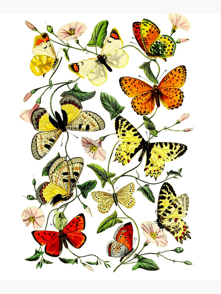 "Cottage core vintage butterfly " Tote Bag for Sale by BraidedRiver ...