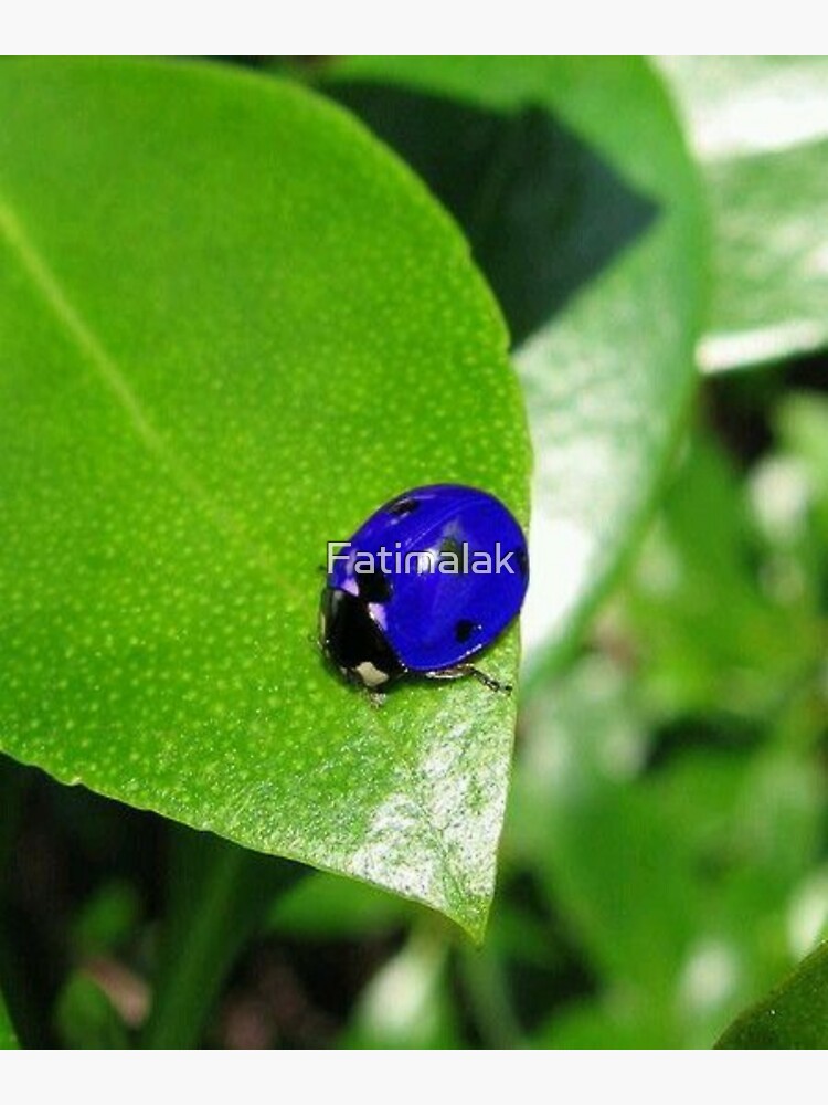 "Blue ladybug" Sticker for Sale by Fatimalak | Redbubble