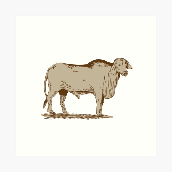 "Brahman Bull Drawing" Art Print for Sale by patrimonio | Redbubble
