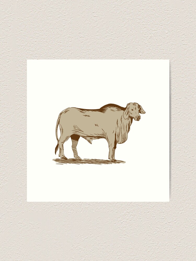 "Brahman Bull Drawing" Art Print for Sale by patrimonio | Redbubble