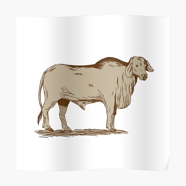 "Brahman Bull Drawing" Poster for Sale by patrimonio | Redbubble
