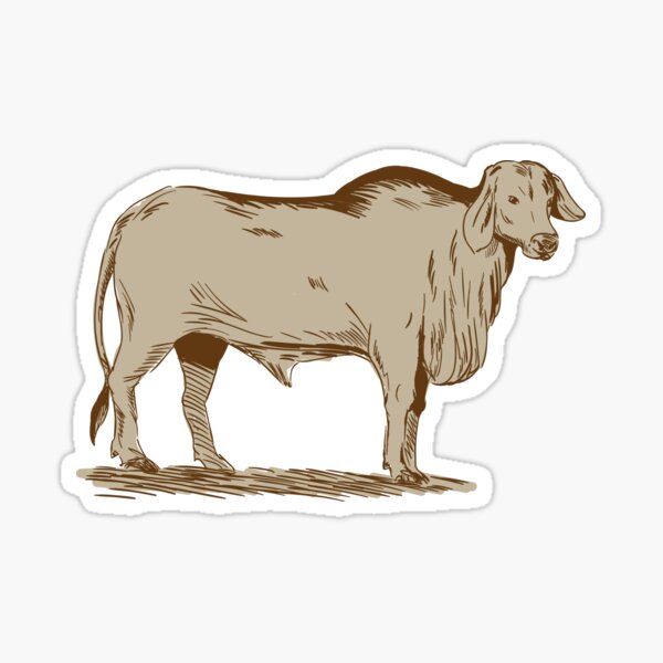 "Brahman Bull Drawing" Sticker for Sale by patrimonio | Redbubble
