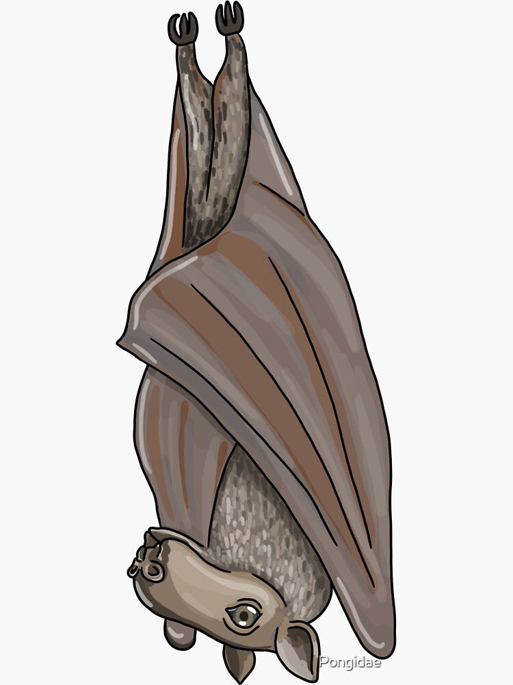 "Hammer-headed bat (Hypsignathus monstrosus)" Sticker for Sale by ...