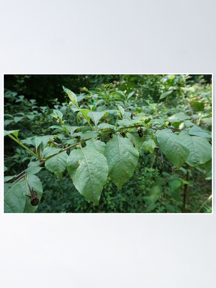 "Deadly Nightshade" Poster for Sale by poepelchen | Redbubble