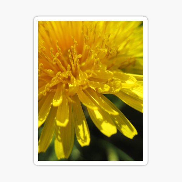 "Sunlight Sprinkle" Sticker for Sale by MaeZing | Redbubble