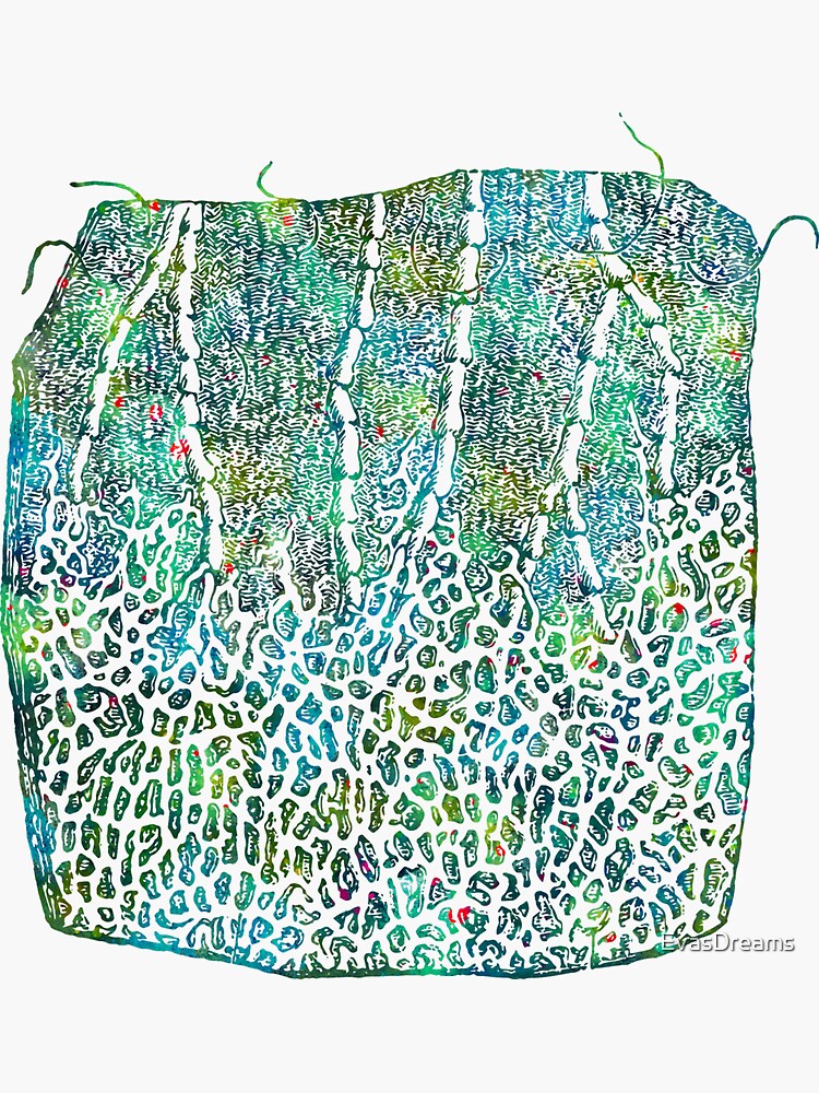 "Lymphatic System Vessels Anatomy" Sticker for Sale by EvasDreams ...