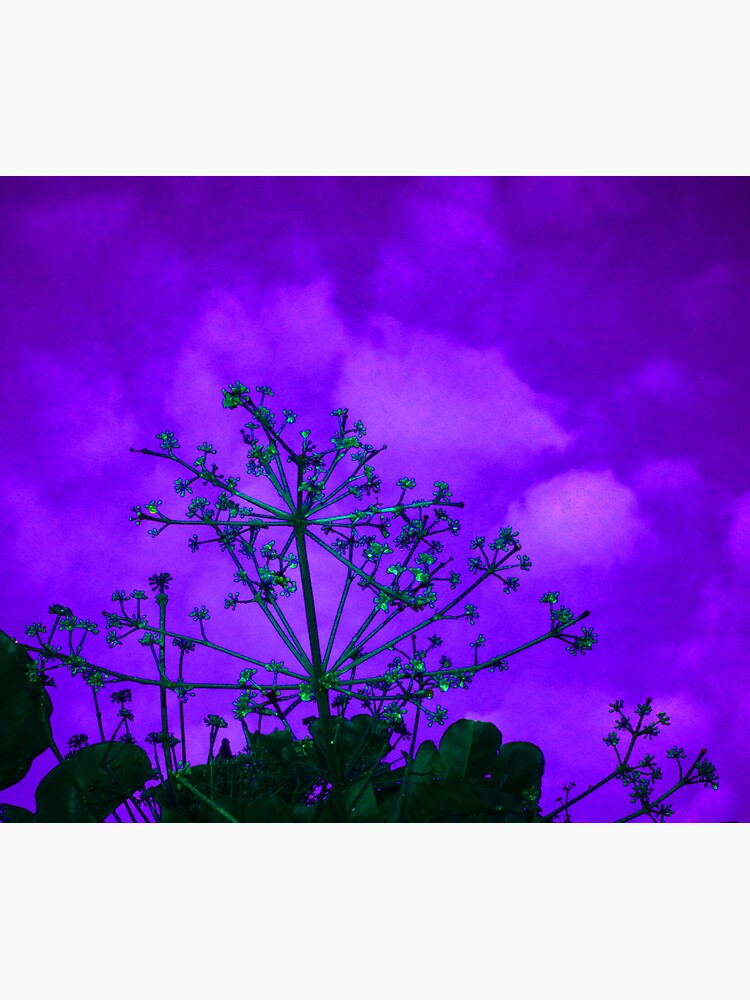 "Vibrant Purple Haze Sky Backdrop with Shadowed Green Budding Plant and ...