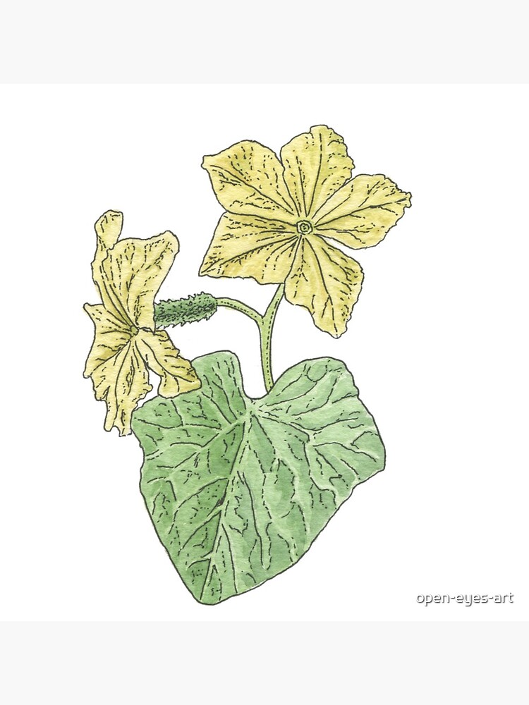 "Yellow cucumber flowers botanical drawing" Art Print by open-eyes-art ...