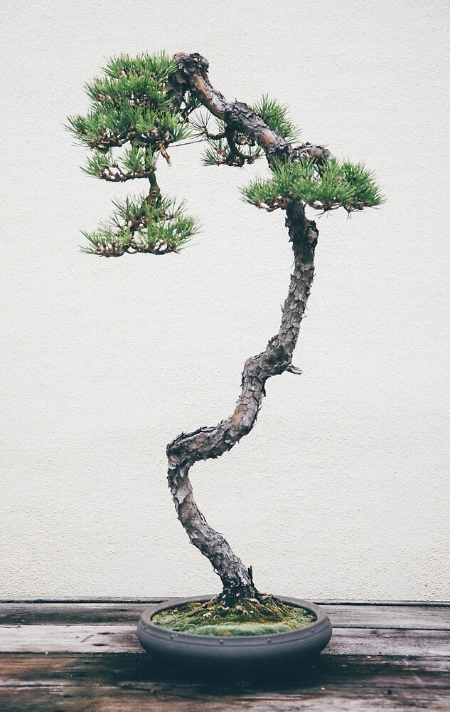 "Literati Pine Bonsai" by corydean | Redbubble