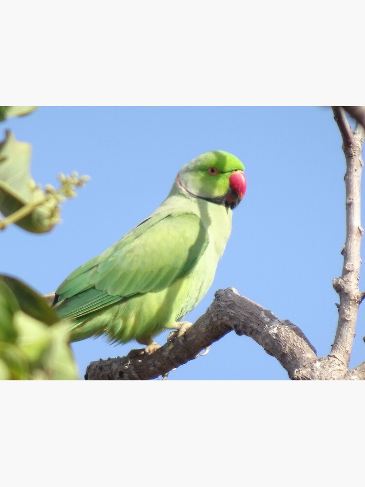 "Pristine Barbados Green Parrot_Rose-Ringed Parakeet" Poster for Sale ...