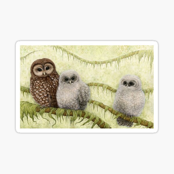 "Northern Spotted Owls (Strix occidentalis caurina)" Sticker for Sale ...