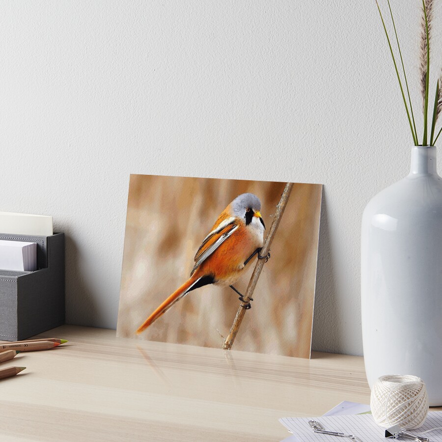 "Bearded Reedling Drawing" Art Board Print for Sale by saintiro | Redbubble