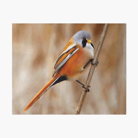 "Bearded Reedling Drawing" Art Board Print for Sale by saintiro | Redbubble