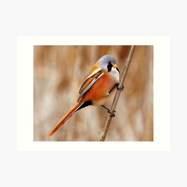 "Bearded Reedling Drawing" Art Print for Sale by saintiro | Redbubble