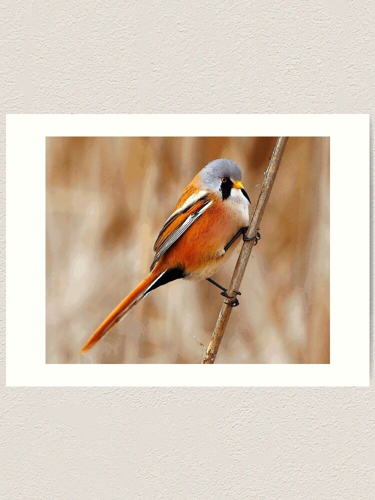 "Bearded Reedling Drawing" Art Print for Sale by saintiro | Redbubble