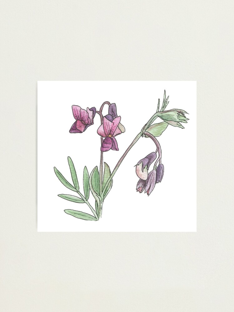 "Common vetch botanical drawing" Photographic Print for Sale by open ...